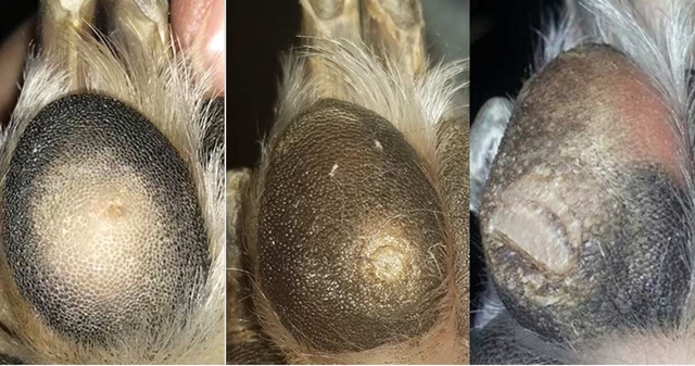 Digital flexor tenotomy for treatment of corns in dogs