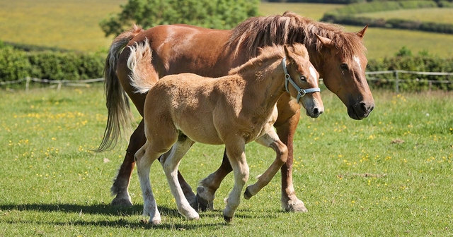 Rancher pleased as punch after surgery