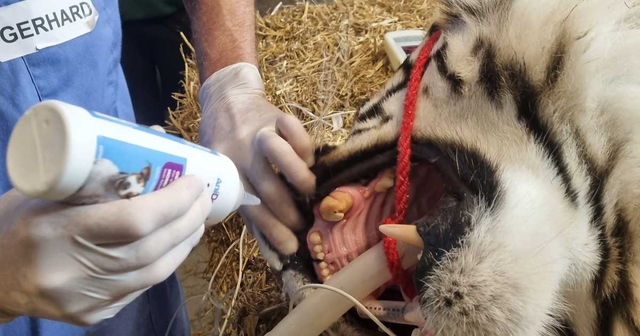 IVC Evidensia launches dental care range for dogs and cats