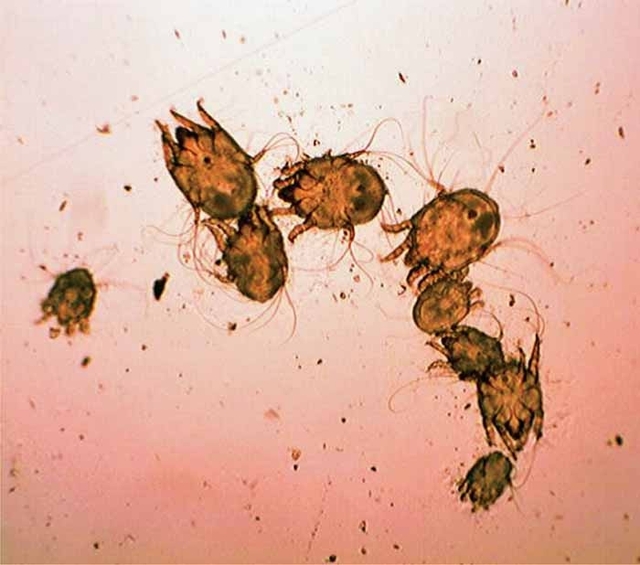 Octodectes cynotis in cats and dogs – diagnosis and management techniques