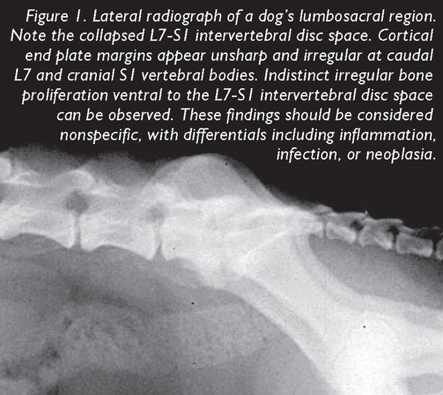 Discospondylitis in dogs: a review