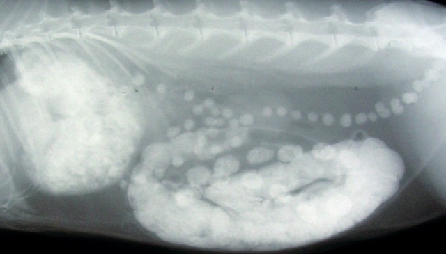 Pet rabbit nutrition – structure and function of its gastrointestinal tract