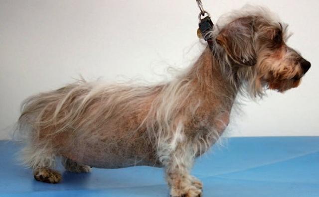 Canine hyperadrenocorticism – a diagnostic and therapeutic update