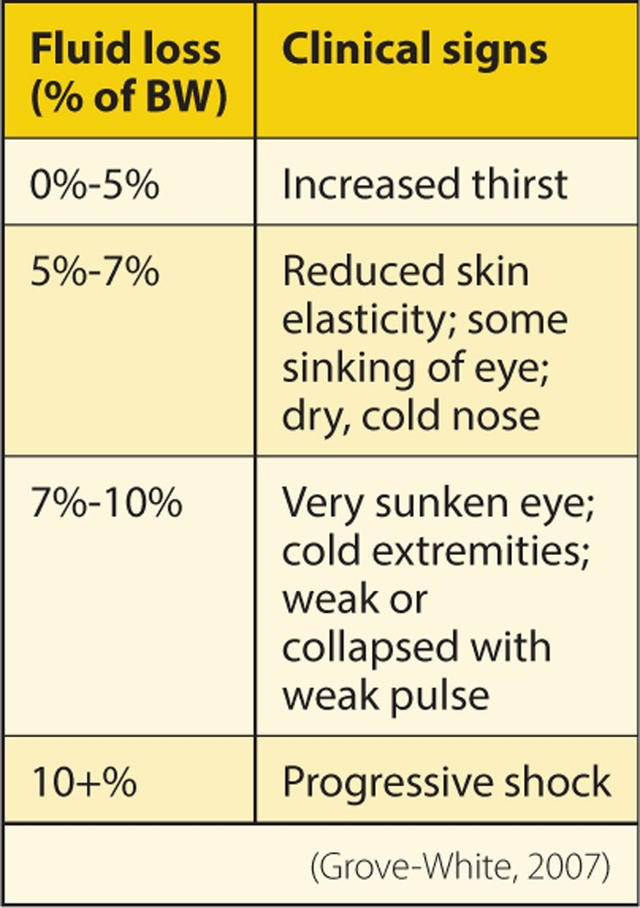 PRACTICAL FLUID THERAPY IN CATTLE – AN OVERVIEW