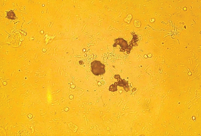 Vet Times: Latest Veterinary News, Jobs & Clinical Resources