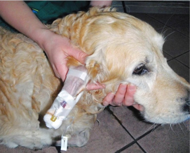 Companion animal fluid therapy part 2: planning and monitoring