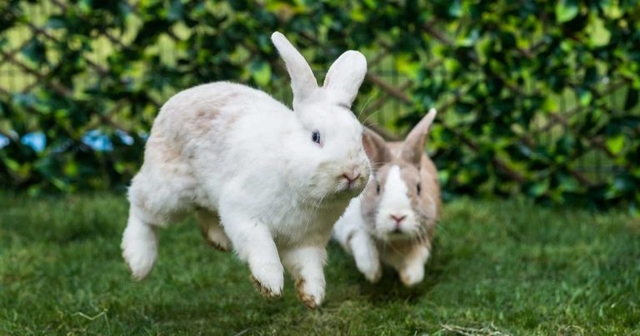 Hop to it for Rabbit Awareness Week 2025
