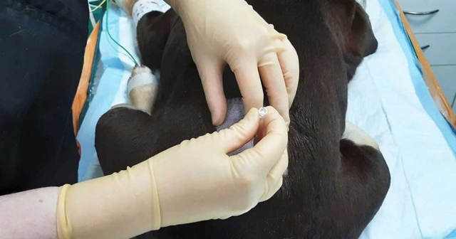 Use of epidural injections for lumbosacral disease in dogs