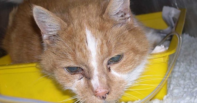 Chronic kidney disease in cats – management options beyond diet