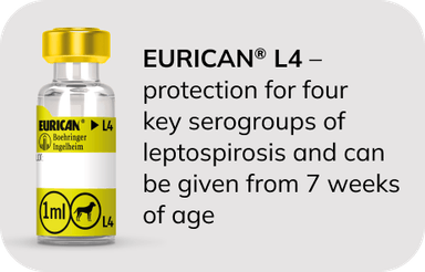 Eurican