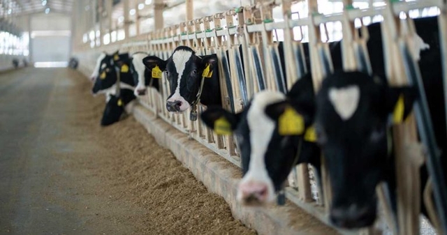 Desert dairy farming in Qatar